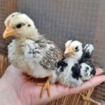Serama Chicken - The Magnificent (and very tiny)!