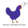 Blue Chicken - Is there REALLY such a thing? - Pampered Chicken Mama ...