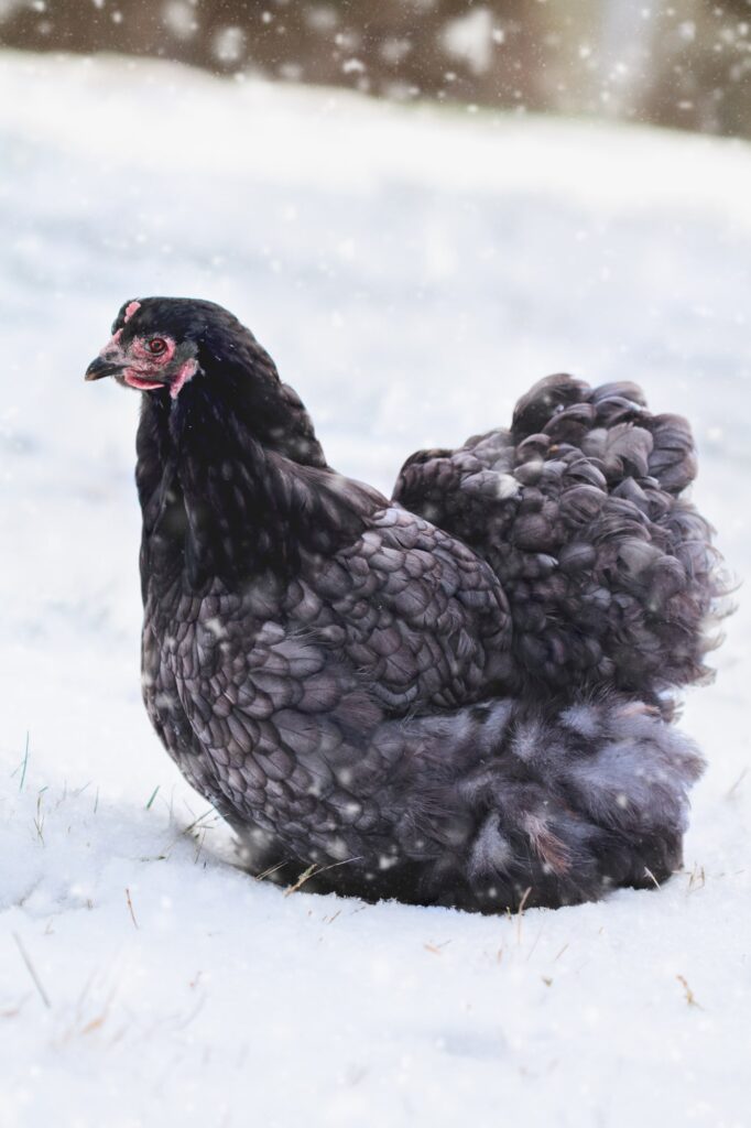 Blue Chicken - Is there REALLY such a thing? - Pampered Chicken Mama ...