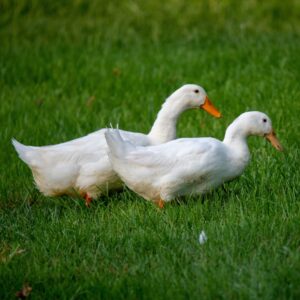 Pekin Duck - The Most Popular Duck of All - Pampered Chicken Mama ...