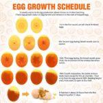 Miracle In a Shell - All About Candling Eggs