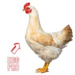 Amberlink Chickens - Top Cold Hardy Egg Laying Pro - Pampered Chicken ...