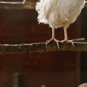 Chicken Perches - All About Roosting Rituals - Pampered Chicken Mama ...