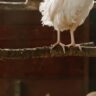 Chicken Perches - All About Roosting Rituals - Pampered Chicken Mama ...