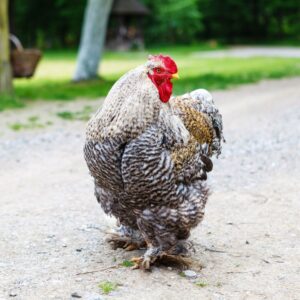 Cochin Chickens: Eggs, Colors, Personalities & More!