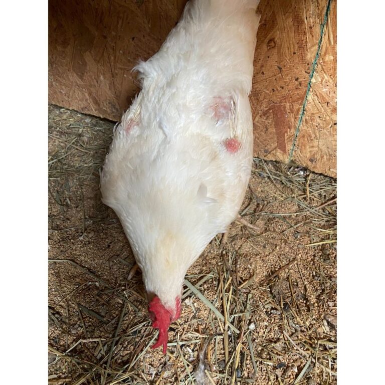 Chicken Feather Loss: Why Is This Happening?