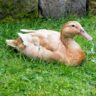 Buff Orpington Duck - A Feathered Delight - Pampered Chicken Mama ...