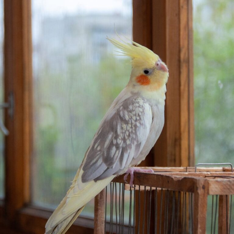 10 Types of Parrots People Keep As Pets (with Pictures)