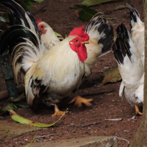 Dorking Chicken Breed - Delightful Fluffers