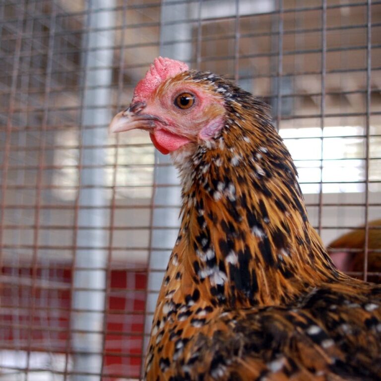 Why Mille Fleur d’Uccle Chickens Are The Best Pets
