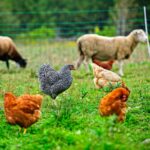 7 Natural Chicken Keeping Mistakes New Flock Owners Make