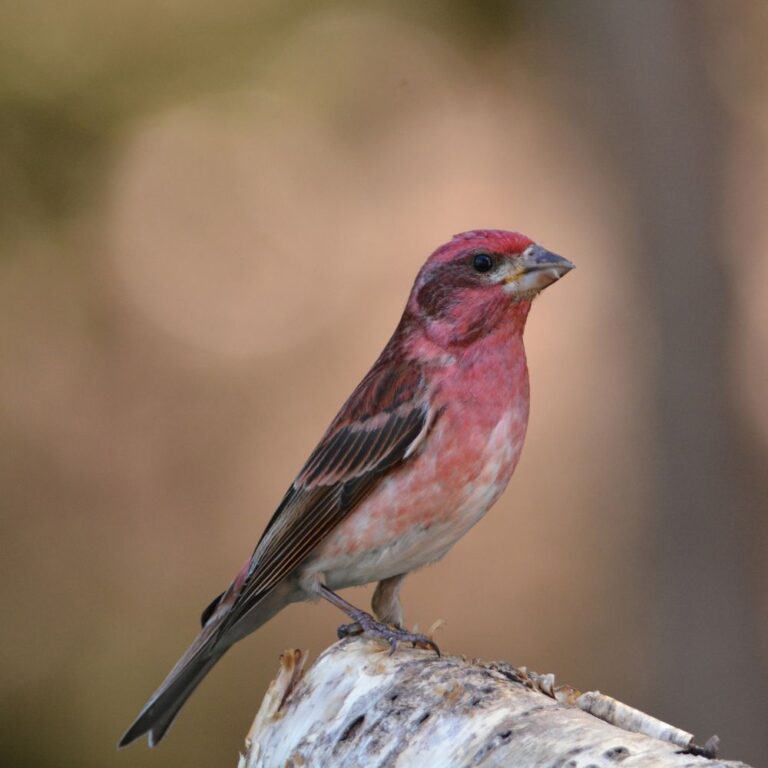 Finches - All About Delightful Tiny Birds (with photos)