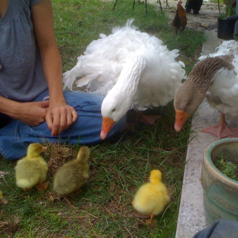 Sebastopol Geese - Graceful and Unique