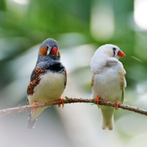 Finches - All About Delightful Tiny Birds (with photos)